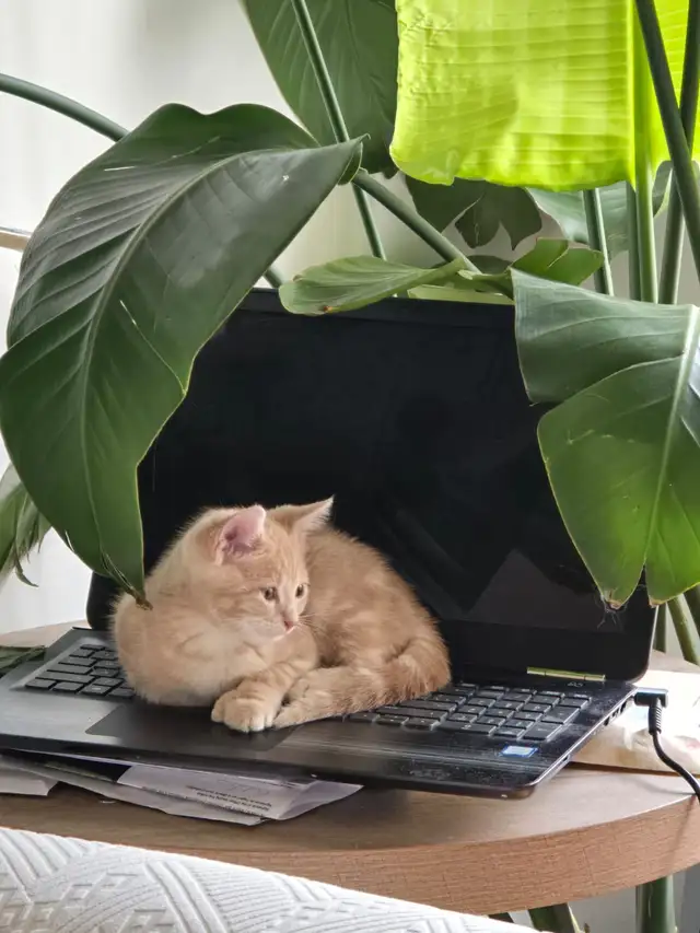 Orange Polydactyl Male Cat 11 Months Old | Cats & Kittens for Rehoming ...