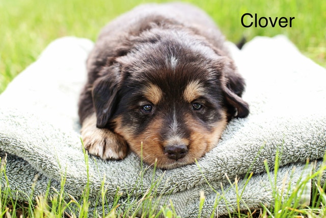 Labrador Bernese puppies | Dogs & Puppies for Rehoming | Edmonton | Kijiji