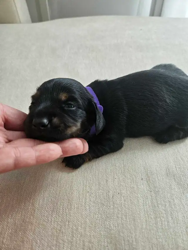 teckels miniatures poil long | Dogs & Puppies for Rehoming | Trois ...