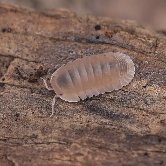 ISOPODS - Pre-order and pick up at May 31 Reptile Expo | Reptiles ...