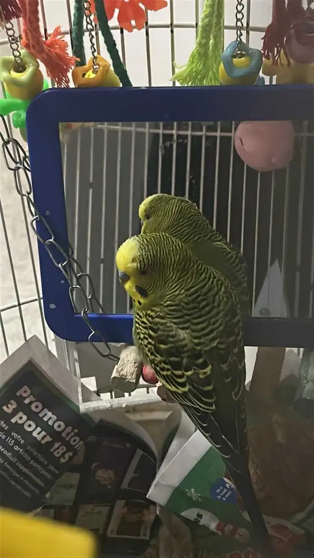 5yrs Budgie Couple for Sale With Free Cage | Birds for Rehoming | City ...