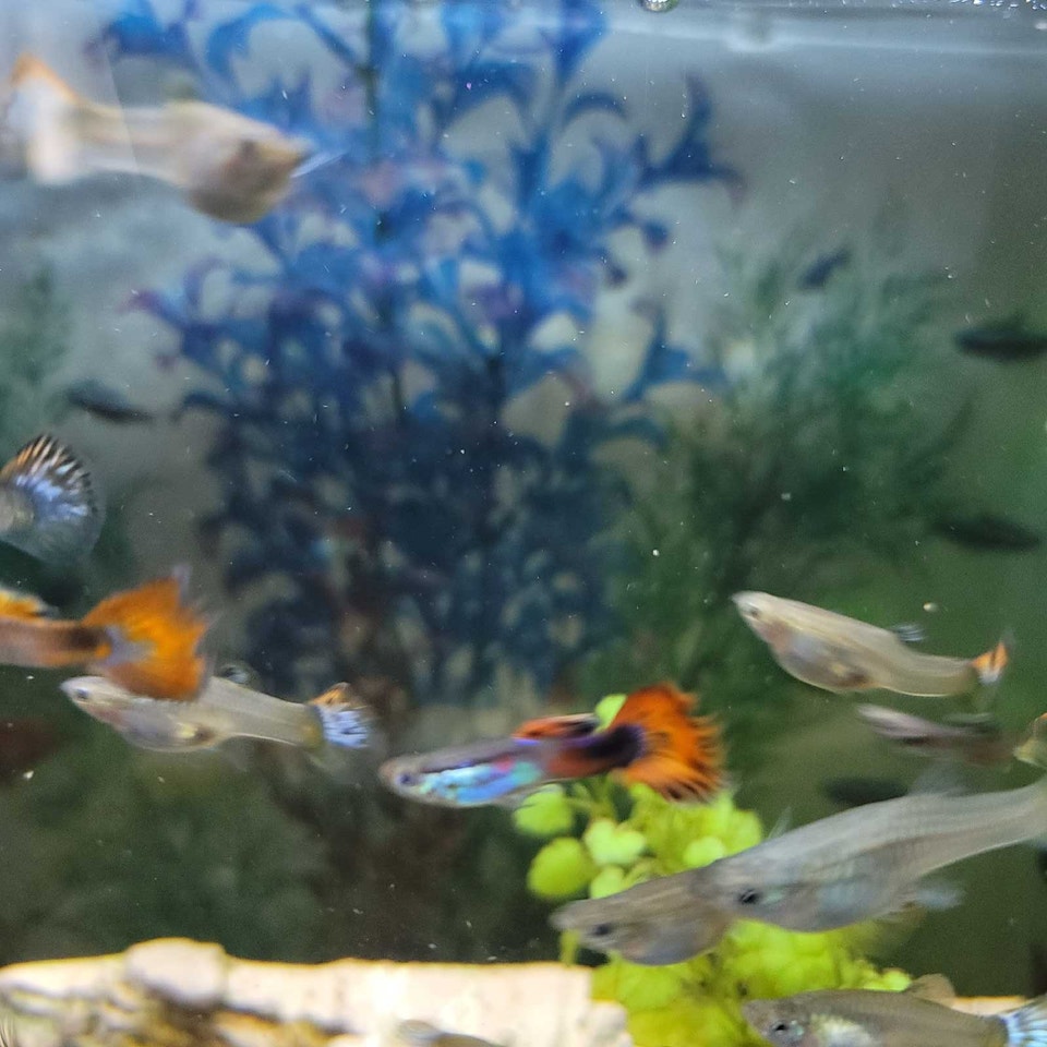 Fancy Tail Guppy/Endler Hybrid | Fish for Rehoming | Ottawa | Free ...