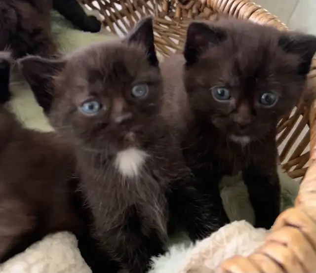 Himalayan Cross Kittens | Cats & Kittens for Rehoming | Victoria | Free ...