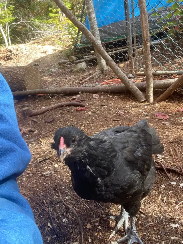 *Only 4 LEFT* Baby Buff Orpington Roos | Livestock | Cape Breton | Free local classifieds - Kijiji