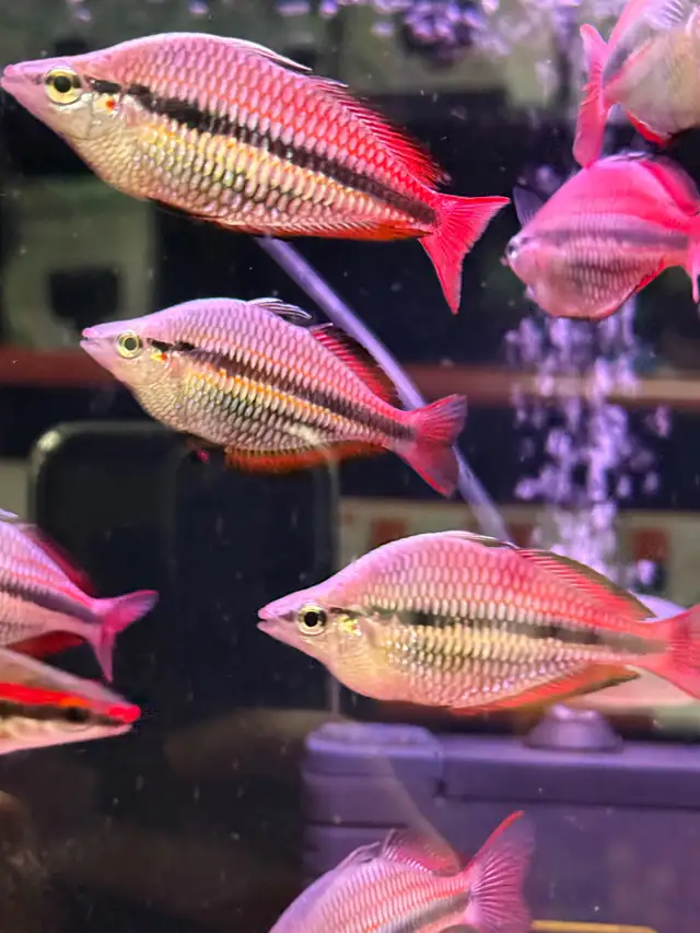 auspicious aquarium boxing day on sale | Fish for Rehoming ...