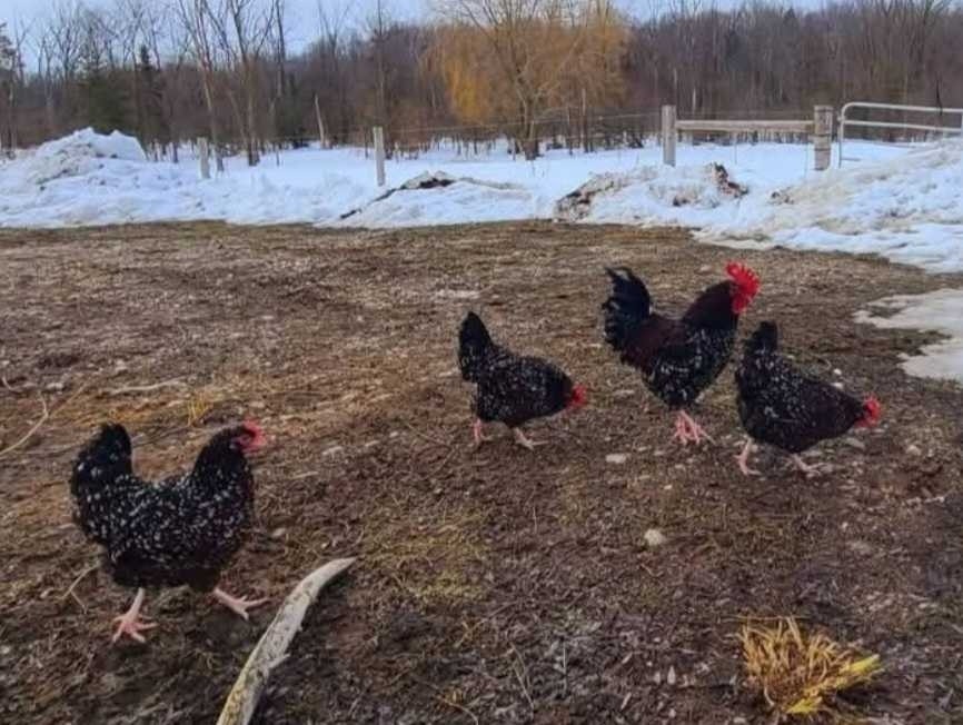 Speckled Sussex Hatching Eggs & Chicks | Livestock | Kitchener ...
