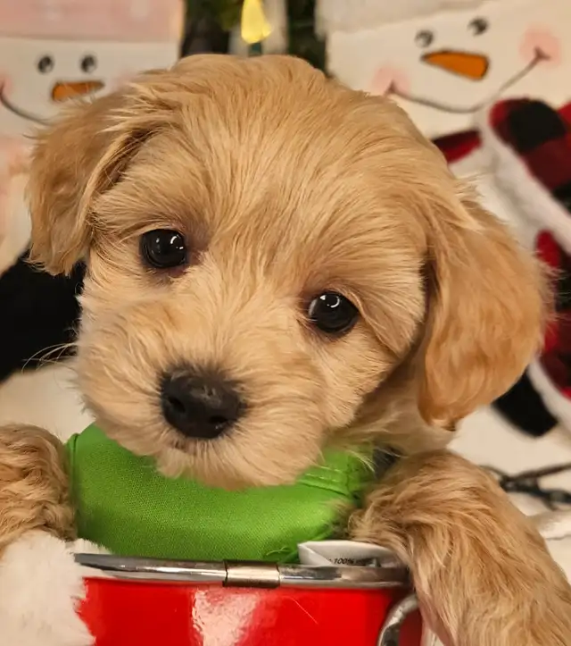 Maltese/Yorkie-Poos (Morkie-poos) | Dogs & Puppies for Rehoming ...