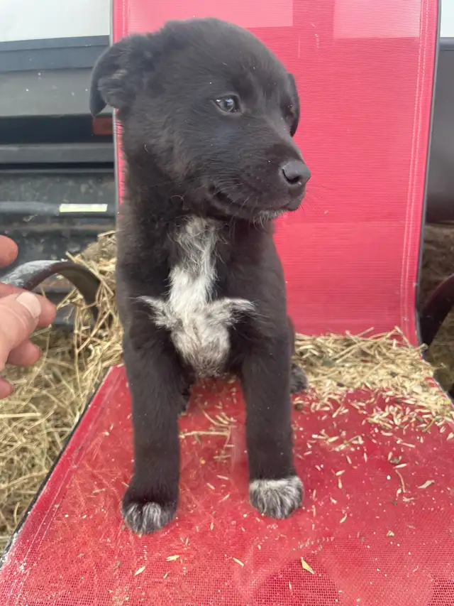 9 weeks old pups looking for a good home! | Dogs & Puppies for Rehoming ...