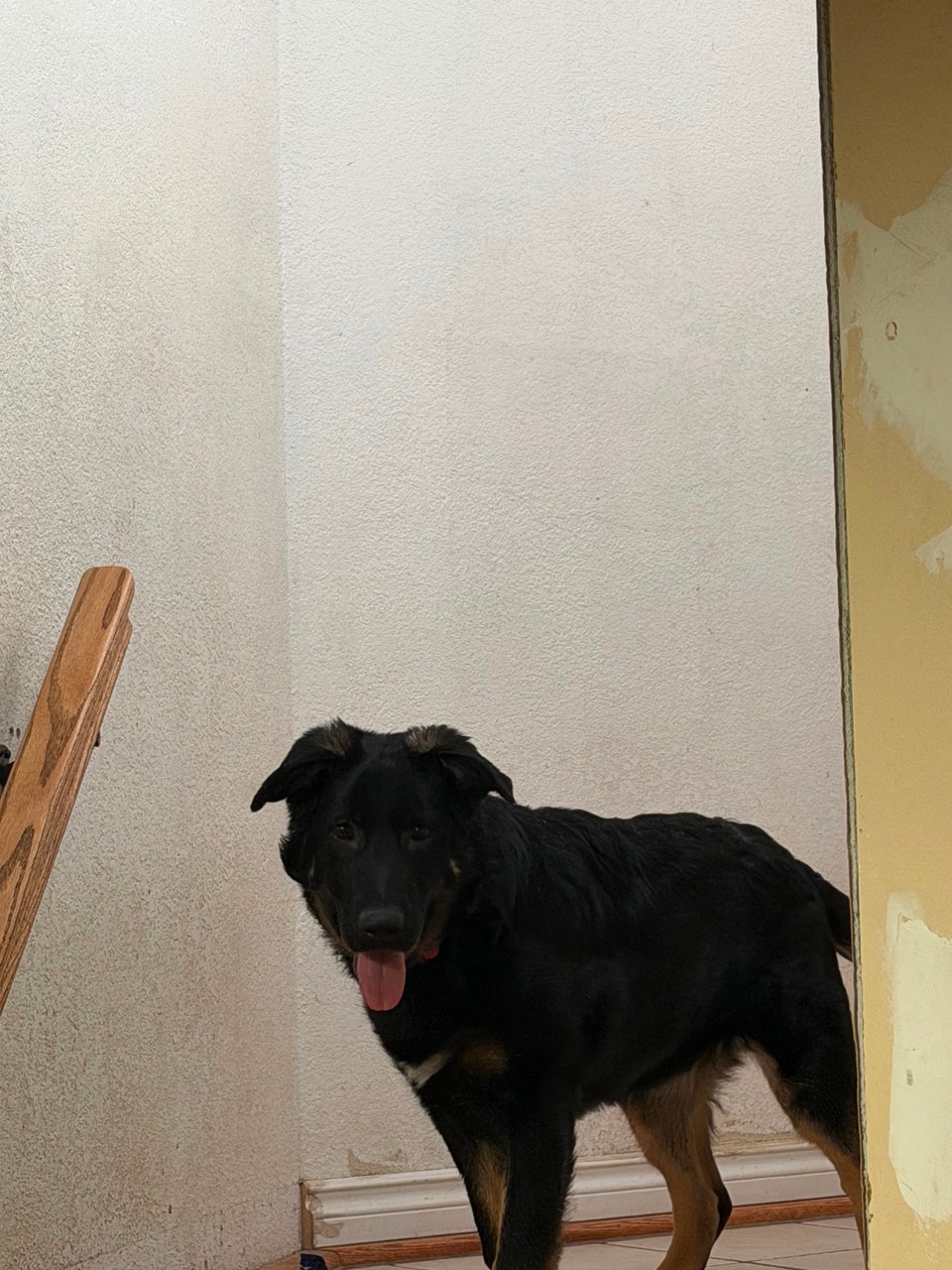 For sale purebred German 1 black coat female,male tan color | Dogs ...