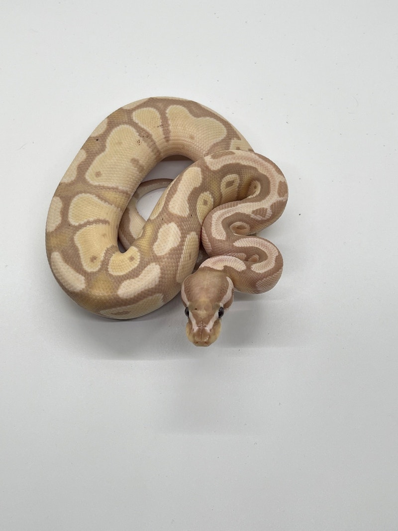 Ball pythons recessive projects 2022- Big List | Reptiles & Amphibians ...