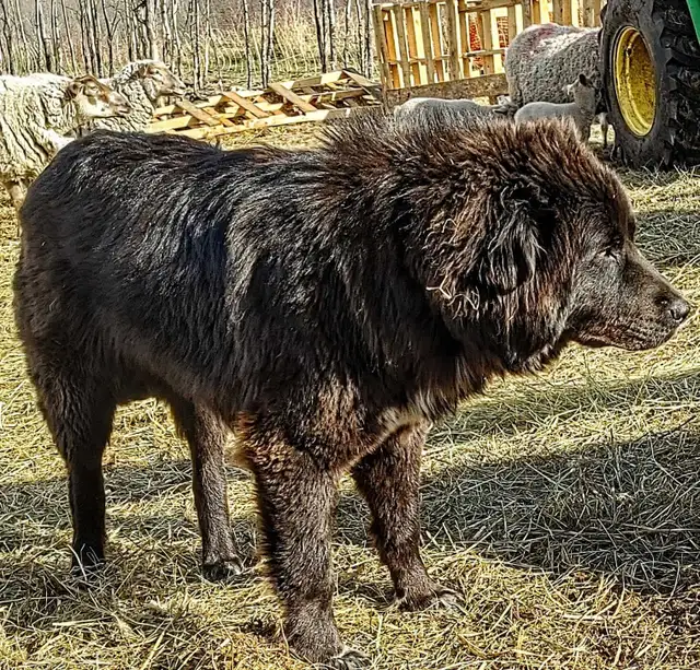 Kangal Malinois Crosses | Dogs & Puppies for Rehoming | St. Albert ...