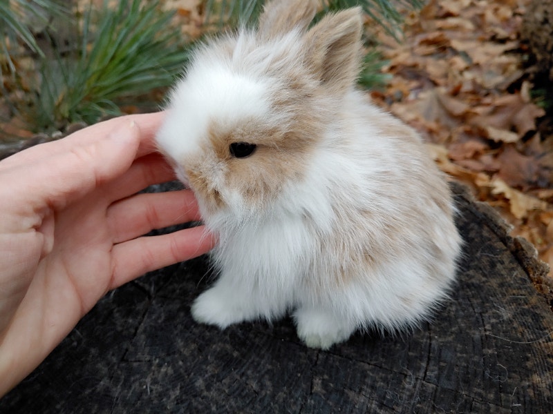 EXTRAORDINARY Baby Lionhead Bunny Rabbit | Small Animals for Rehoming ...