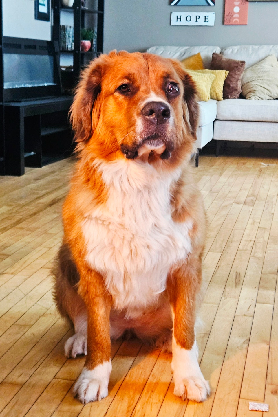 Rehoming Maggie (St. Bernard) | Dogs & Puppies for Rehoming | Ottawa ...