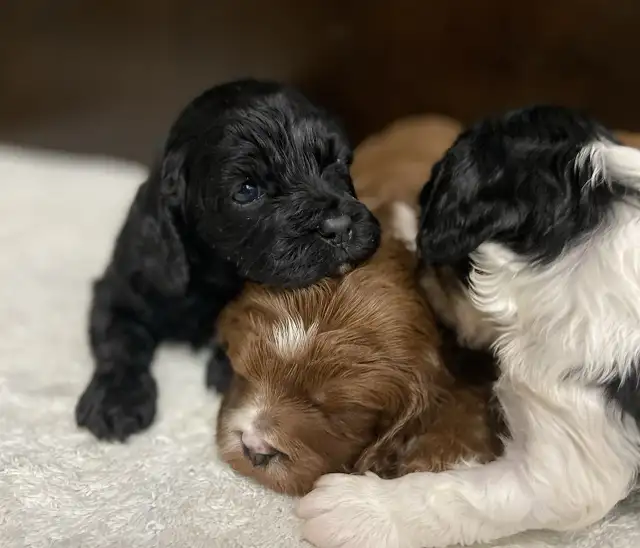 Gorgeous Cavapoo’s! ️ | Dogs & Puppies for Rehoming | St. Albert | Free ...
