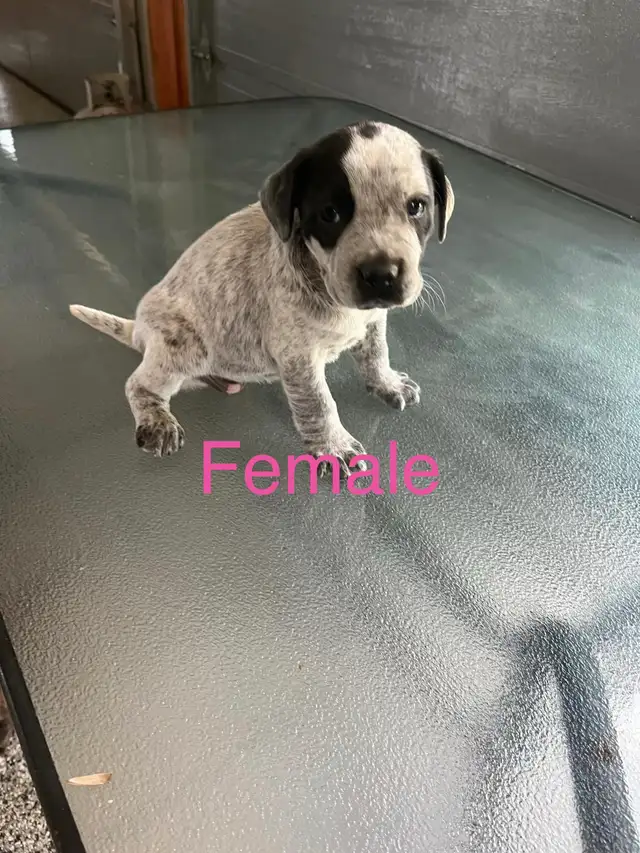 American bulldog Australian lab | Dogs & Puppies for Rehoming ...