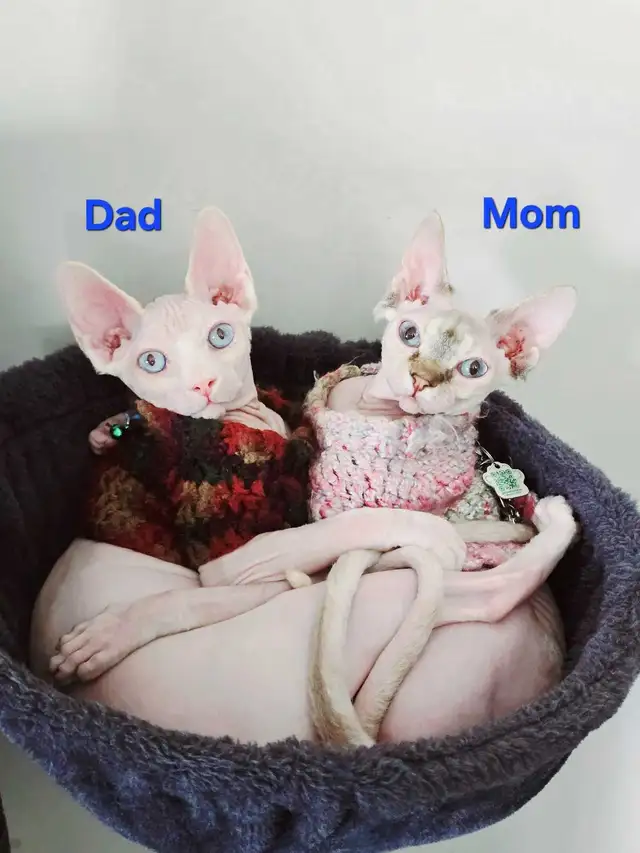 Devon Rex x Sphynx Kittens Ready for Their Forever Homes! | Cats ...