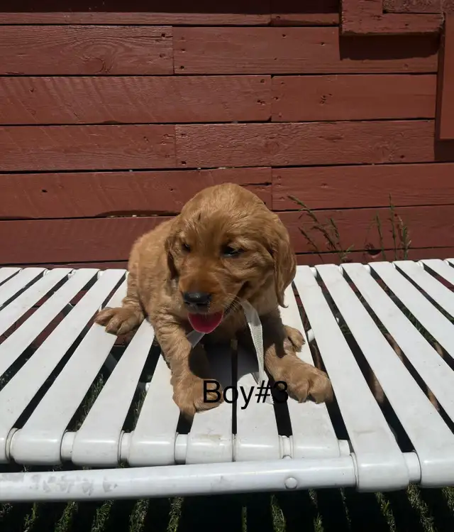 Pure Golden Retriever Puppies for Sale!! | Dogs & Puppies for Rehoming ...