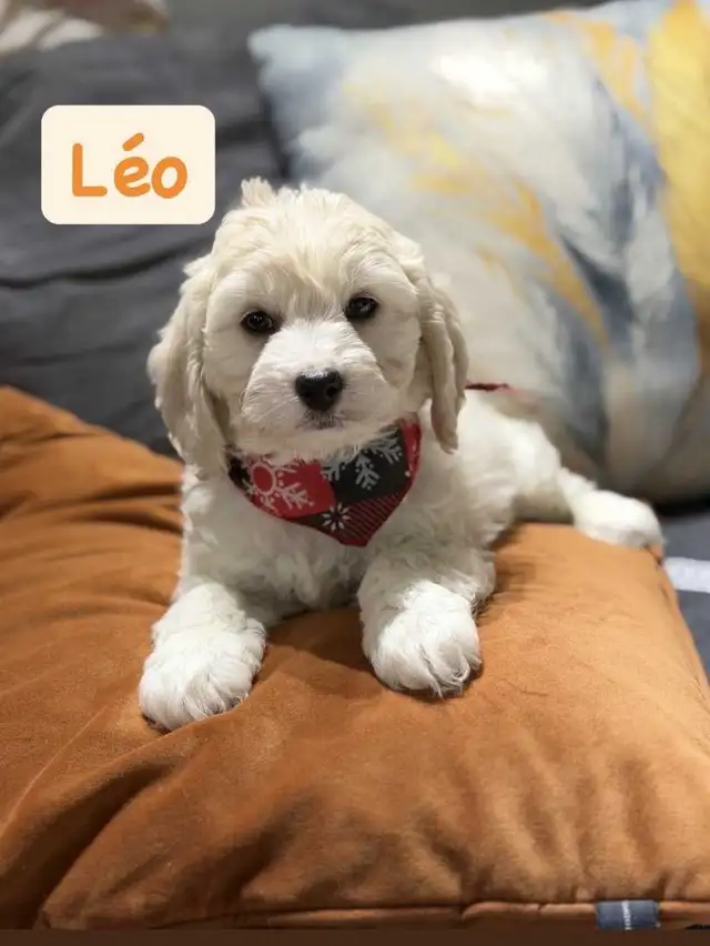 ⭐Chiots Mini Cockapoo ⭐(plus que 2 chiots disponibles)⭐ | Dogs ...