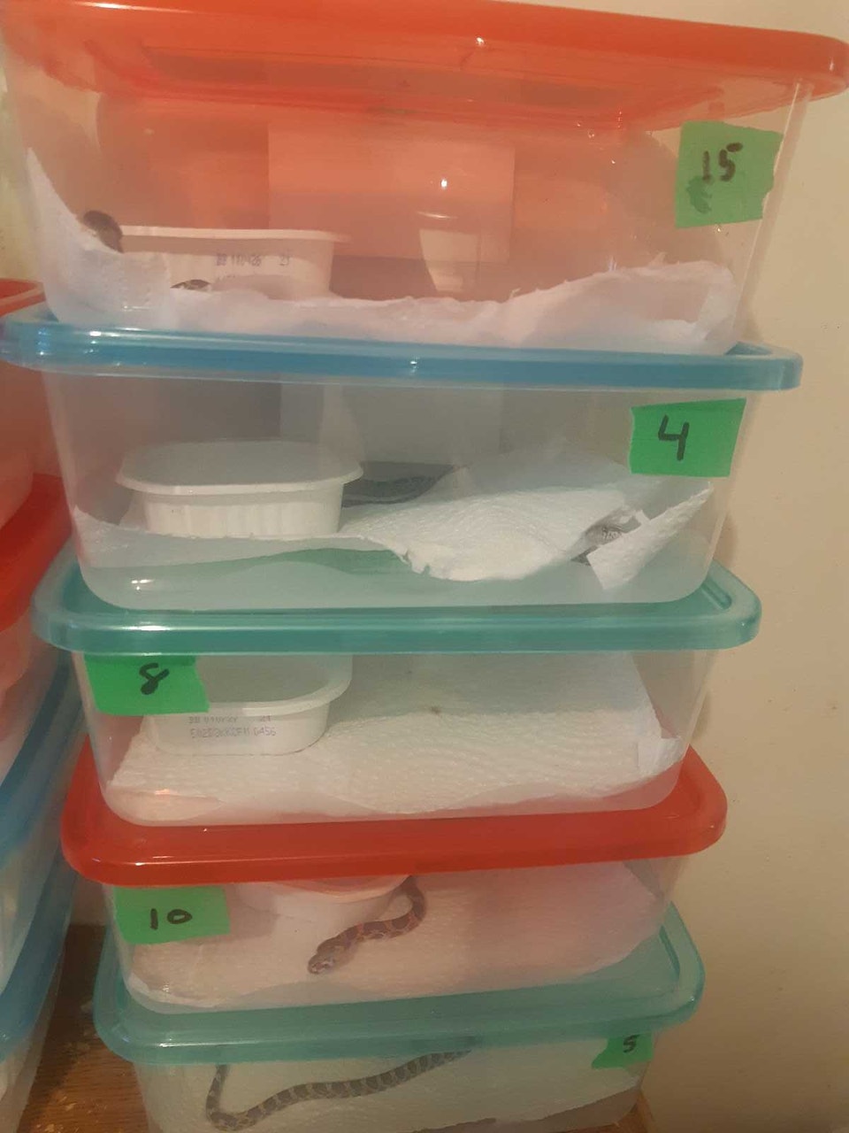 babies corn snakes 2025 clutch 2 | Reptiles & Amphibians for Rehoming ...