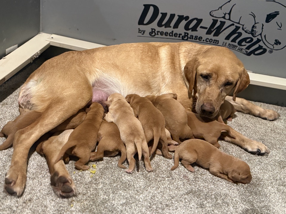 Yellow fox Red red purebred lab puppies | Dogs & Puppies for Rehoming ...