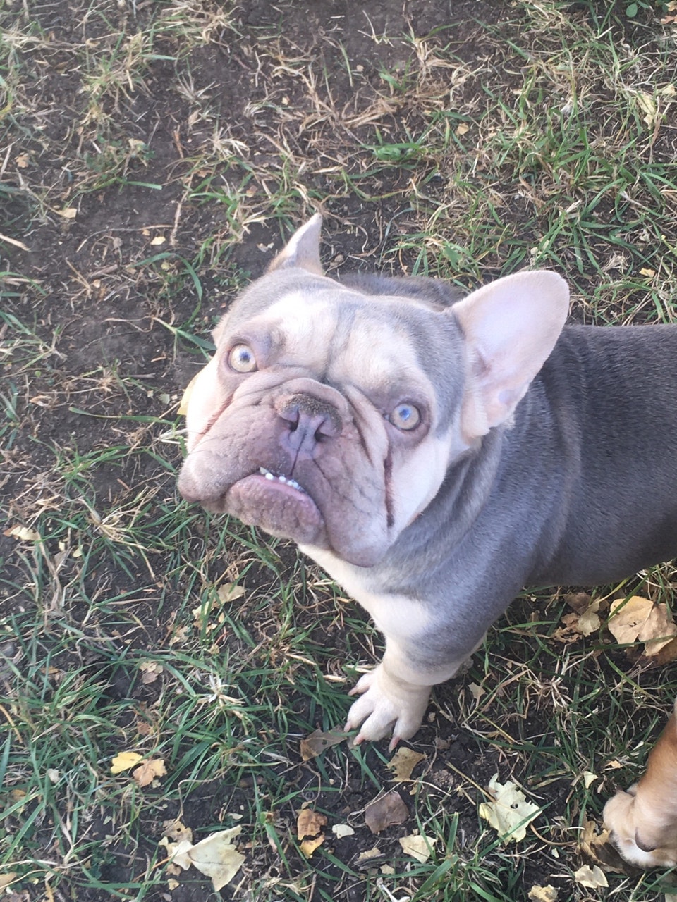 lilac tan French bulldog | Dogs & Puppies for Rehoming | Calgary | Free ...