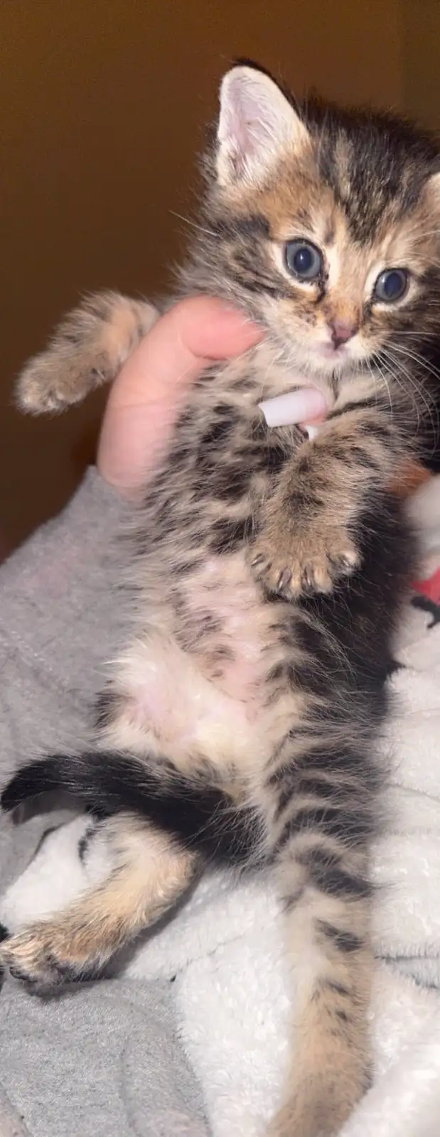 1 month old female kitten | Cats & Kittens for Rehoming | Edmonton ...