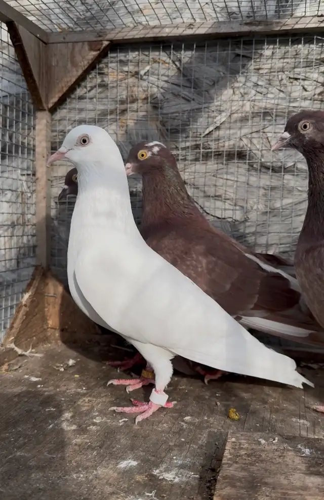 Indian high flyer malwai pigeon | Birds for Rehoming | Mississauga ...