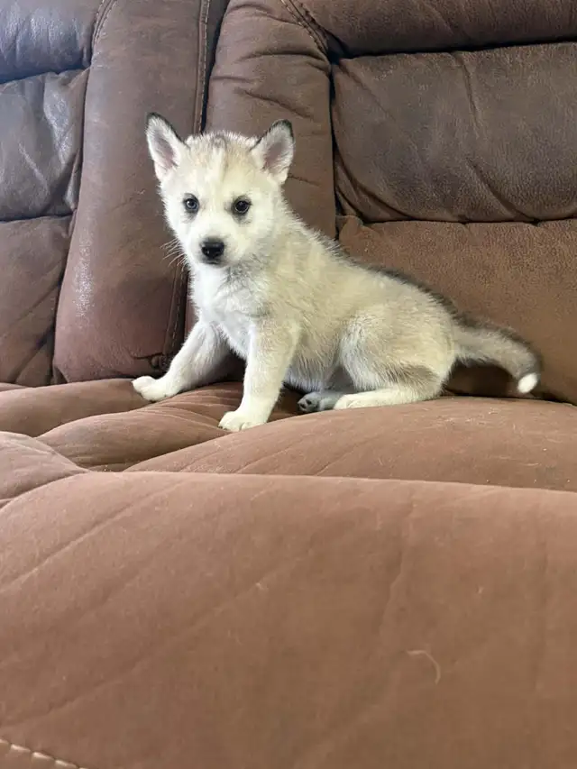 Only 1 left blue eyes Siberian huskies ready for new homes | Dogs ...