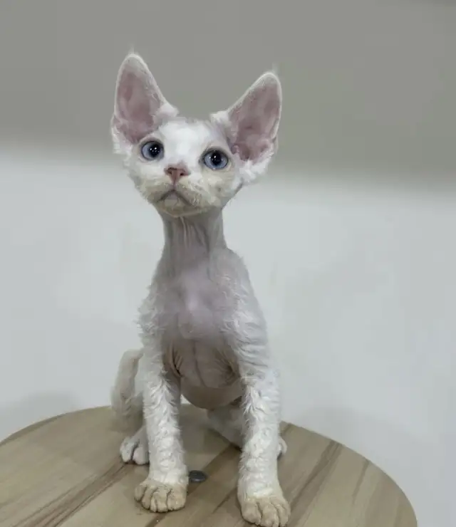 Devon Rex | Cats & Kittens for Rehoming | Markham / York Region | Free ...