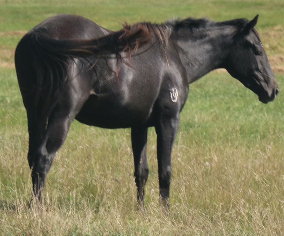 Refined, very pretty, quick.Reining Prospect. | Horses & Ponies for ...