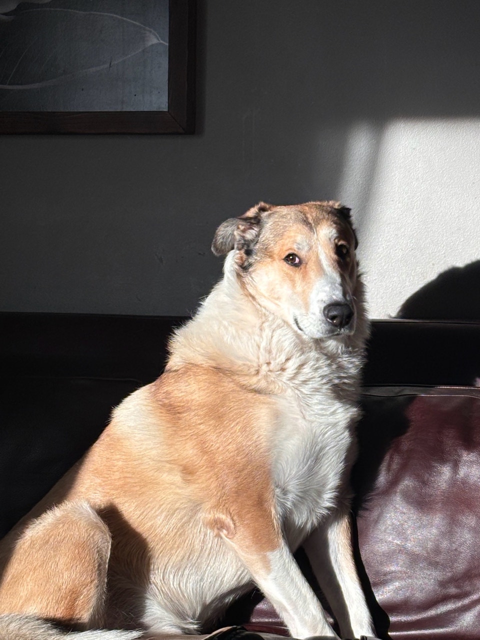 Free . We are rehoming our Australian shepherd smooth collie | Dogs & Puppies for Rehoming ...