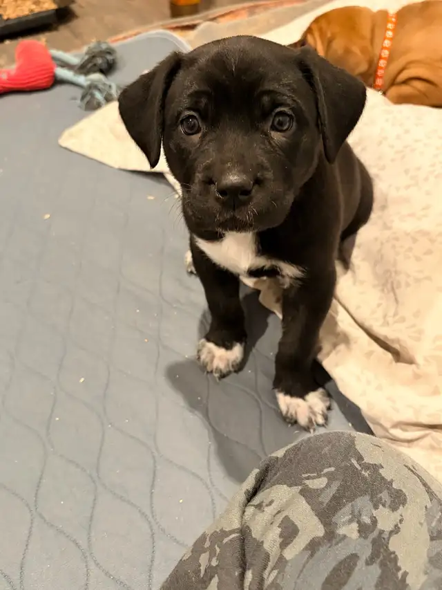 Cane Corso/ Rottweiler/ Blk Lab | Dogs & Puppies for Rehoming | Calgary ...