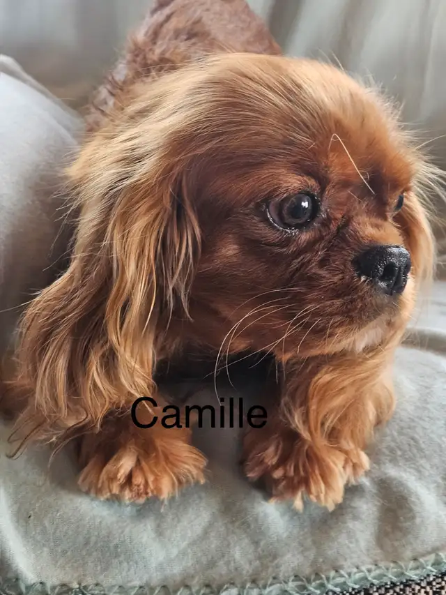 Cavalier King Charles mâle enregistré | Dogs & Puppies for Rehoming ...