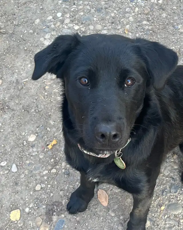 Black Lab Mix | Dogs & Puppies for Rehoming | Edmonton | Free local ...