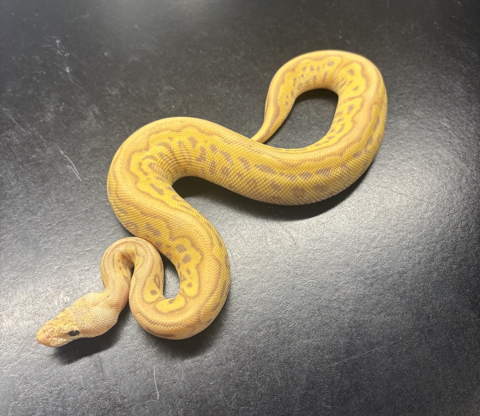 2025 Clown Ball Pythons! | Reptiles & Amphibians for Rehoming | Barrie ...