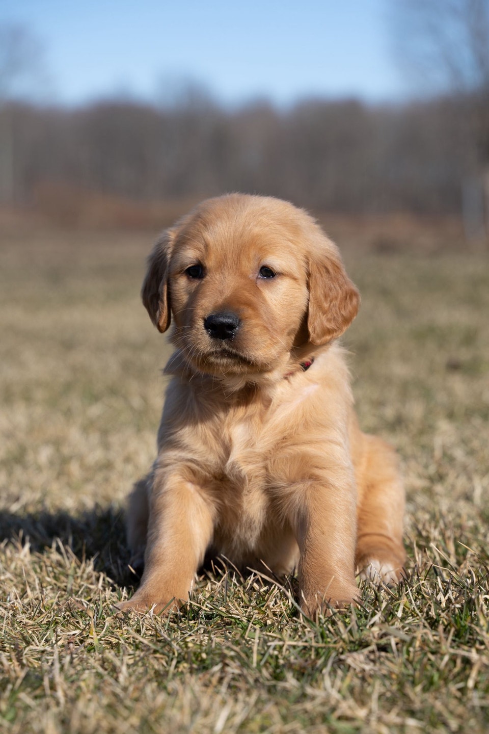 Purebred Red Golden Retriever Puppies | Dogs & Puppies for Rehoming ...