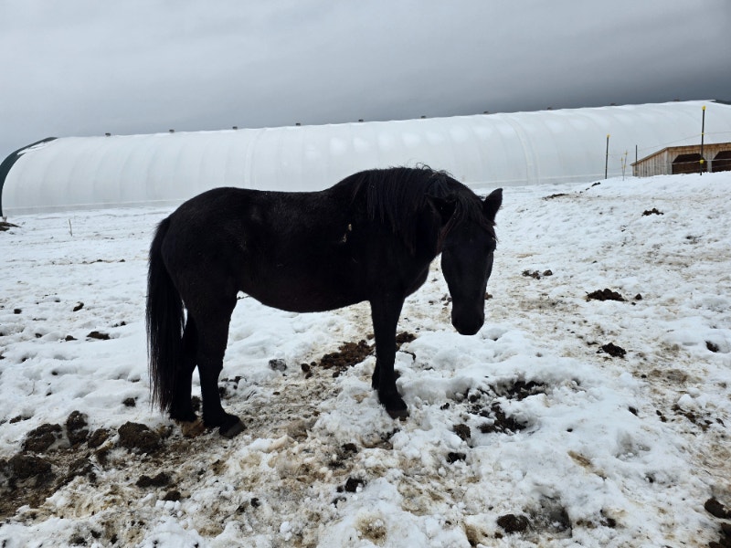 Registered Canadian mare | Horses & Ponies for Rehoming | Gatineau ...