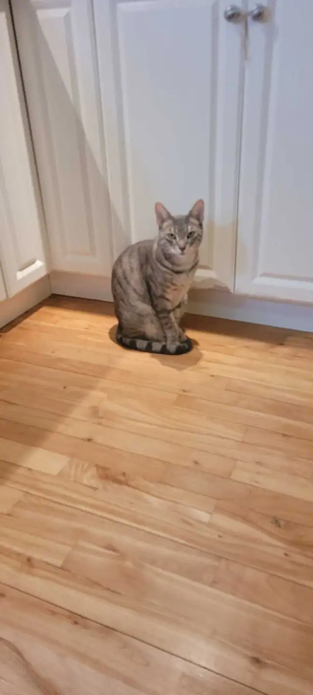 2 chats Bengales à adopter | Cats & Kittens for Rehoming | City of ...