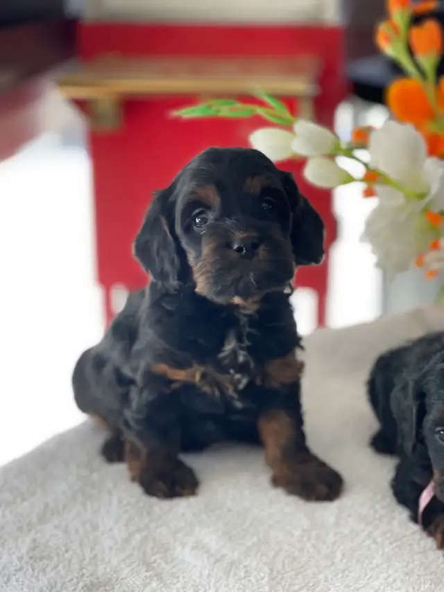 Chiots Cockapoo | Dogs & Puppies for Rehoming | Québec City | Free ...