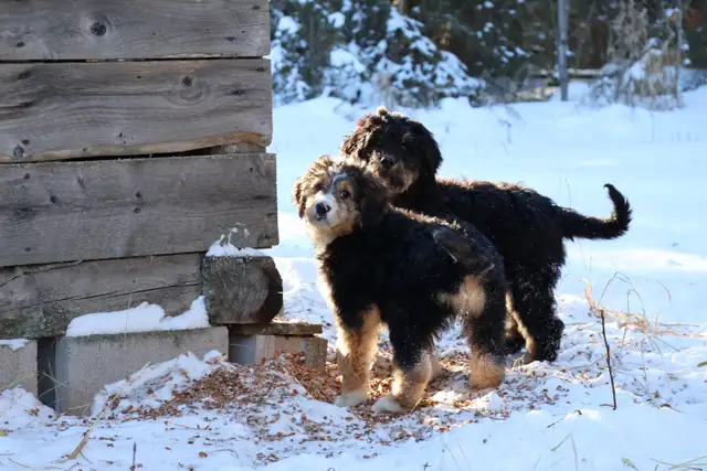 Bernedoodle Puppies from DNA Tested Parents | Dogs & Puppies for ...