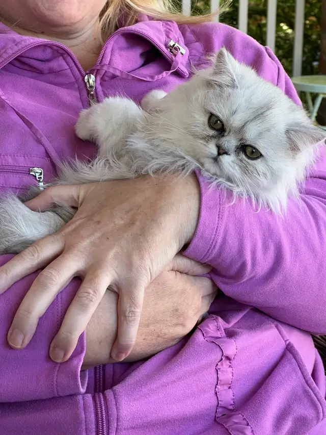 Pure Breed Persian Chinchilla Kittens | Cats & Kittens for Rehoming ...