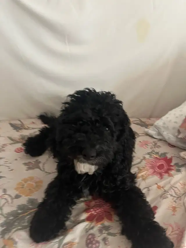 cockapoo puppy | Dogs & Puppies for Rehoming | City of Montréal | Free ...