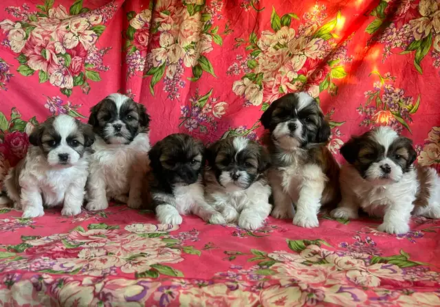 Bichon Shih Tzu Valentine’s Day Puppies Ready For Furever Homes | Dogs ...