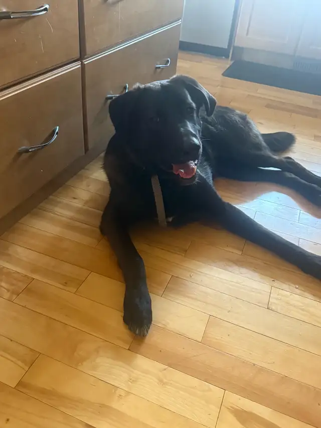 German Sheppard/golden retriever cross puppy for Re home | Dogs ...