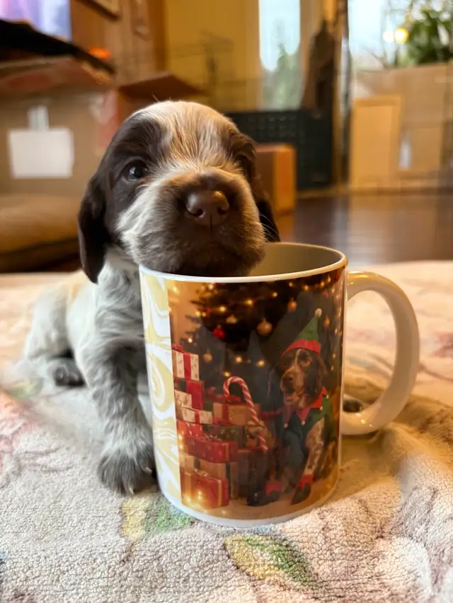 Christmas Litter - Home Raised Russian Spaniels | Dogs & Puppies for ...