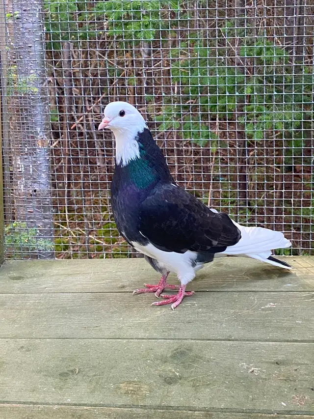 Iranian Pigeons | Birds for Rehoming | Mississauga / Peel Region | Free ...