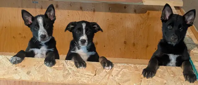 border collie mix puppies | Dogs & Puppies for Rehoming | Barrie | Free ...
