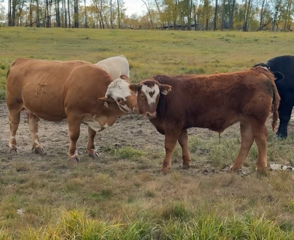 Simmental cross bred heifers | Livestock | Grande Prairie | Free local ...