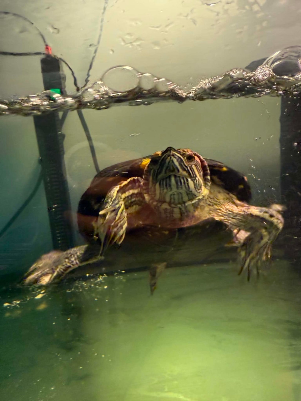 Turtle Trachemys scripta elegans | Reptiles & Amphibians for Rehoming ...