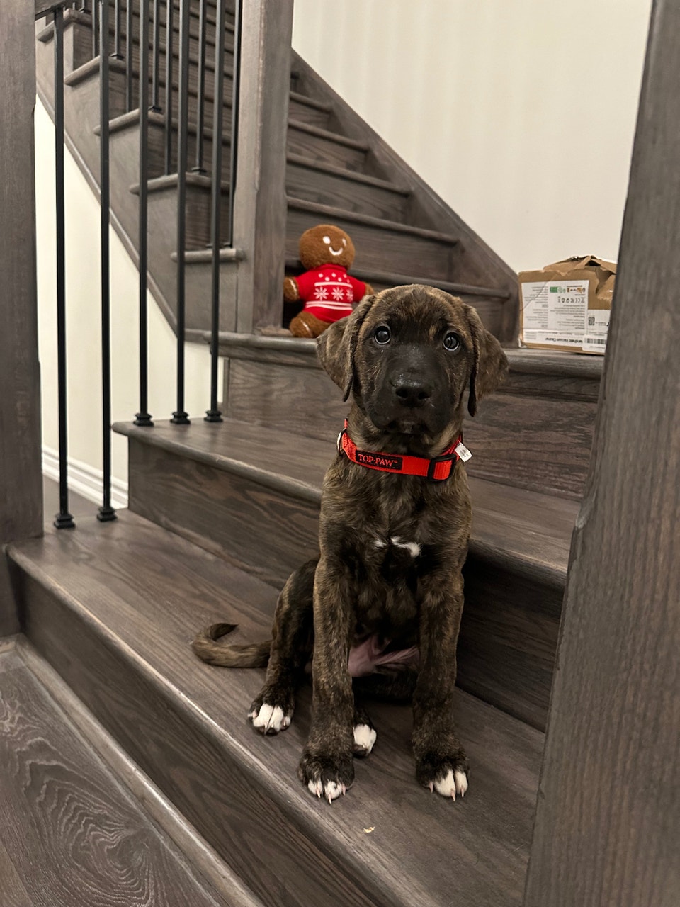 Boxer mix puppy | Dogs & Puppies for Rehoming | St. Catharines | Free ...